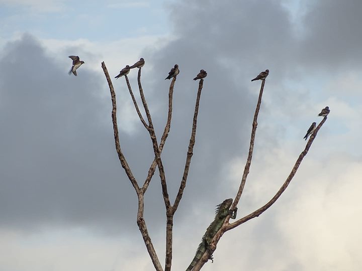 La cohabitation entre l’iguane vert et les Hirondelles tapère – Permafaune