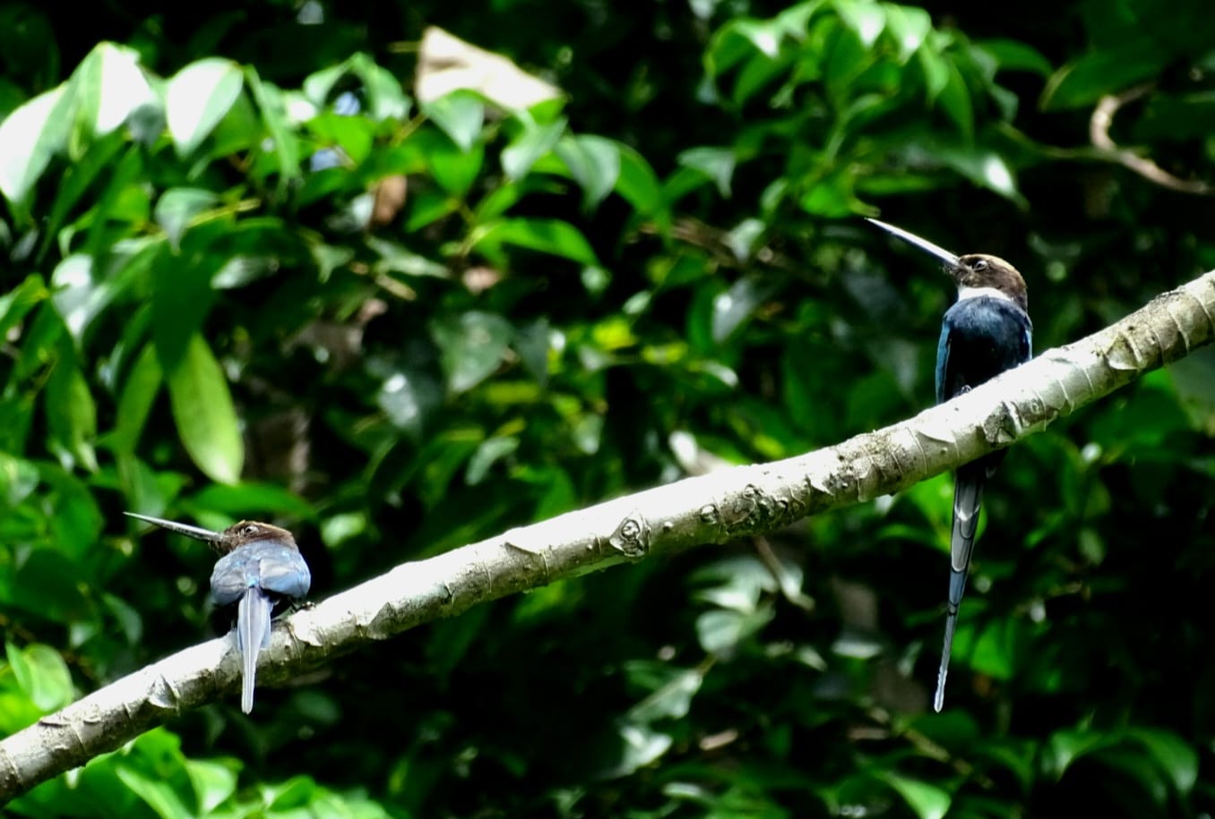 Le splendide Jacamar à longue queue – Permafaune