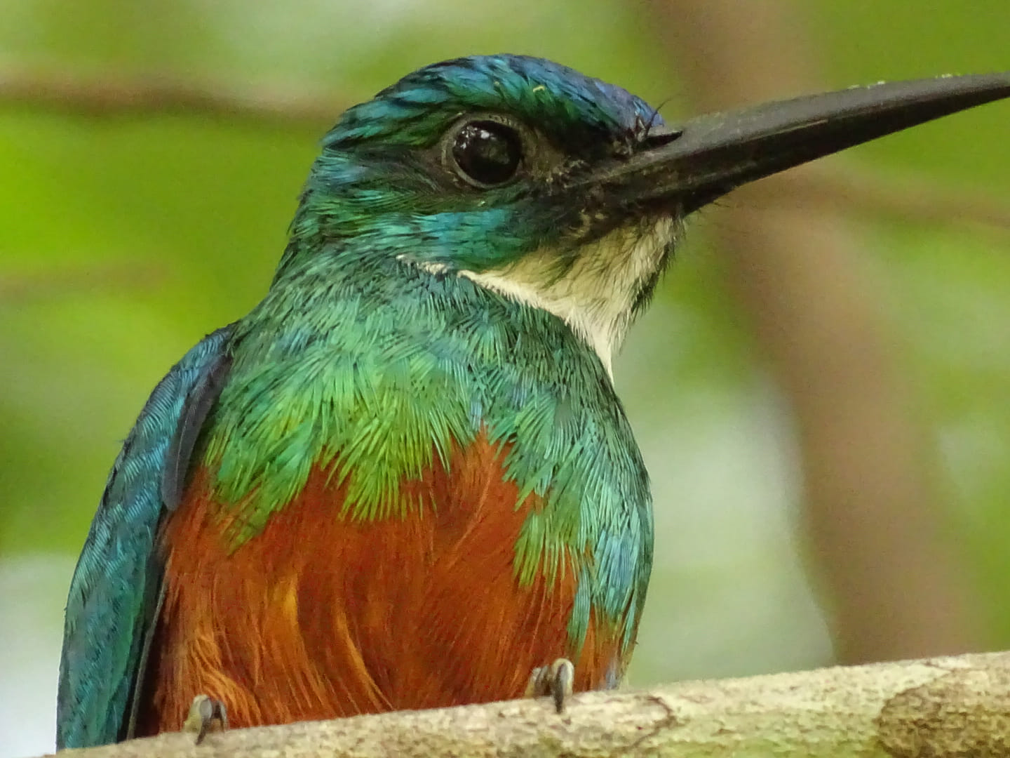Le splendide Jacamar à longue queue – Permafaune