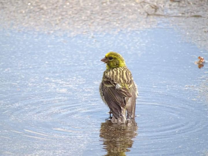 Le Serin cini – Permafaune