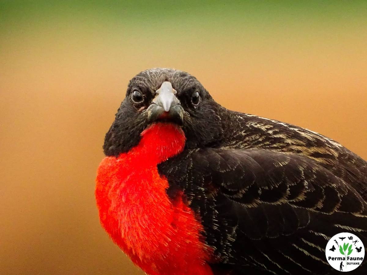 Portrait volé et infos sur le « Rouj gorj » local ! – Permafaune