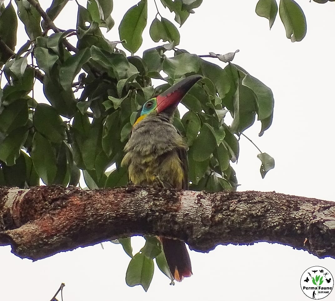 Connaissez vous le Toucanet Koulik, un des plus petits Toucan de Guyane ...