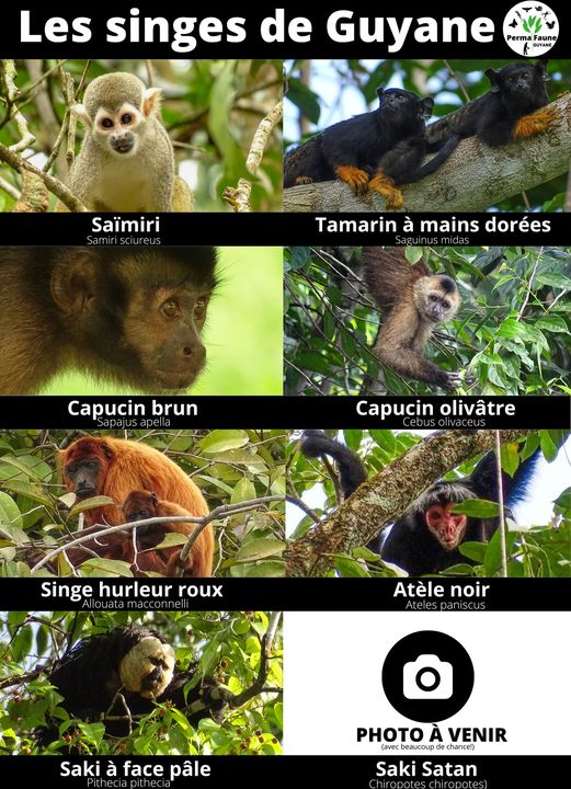 Identifier les singes Guyanais – Permafaune