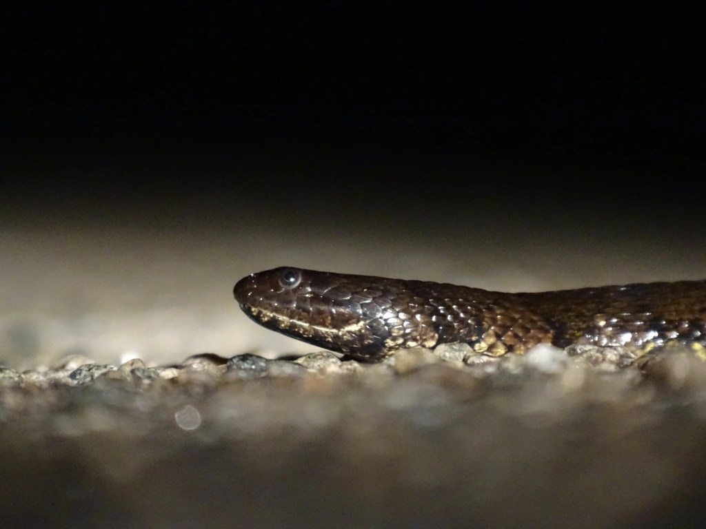 Rencontre avec Helicops leopardinus – Permafaune