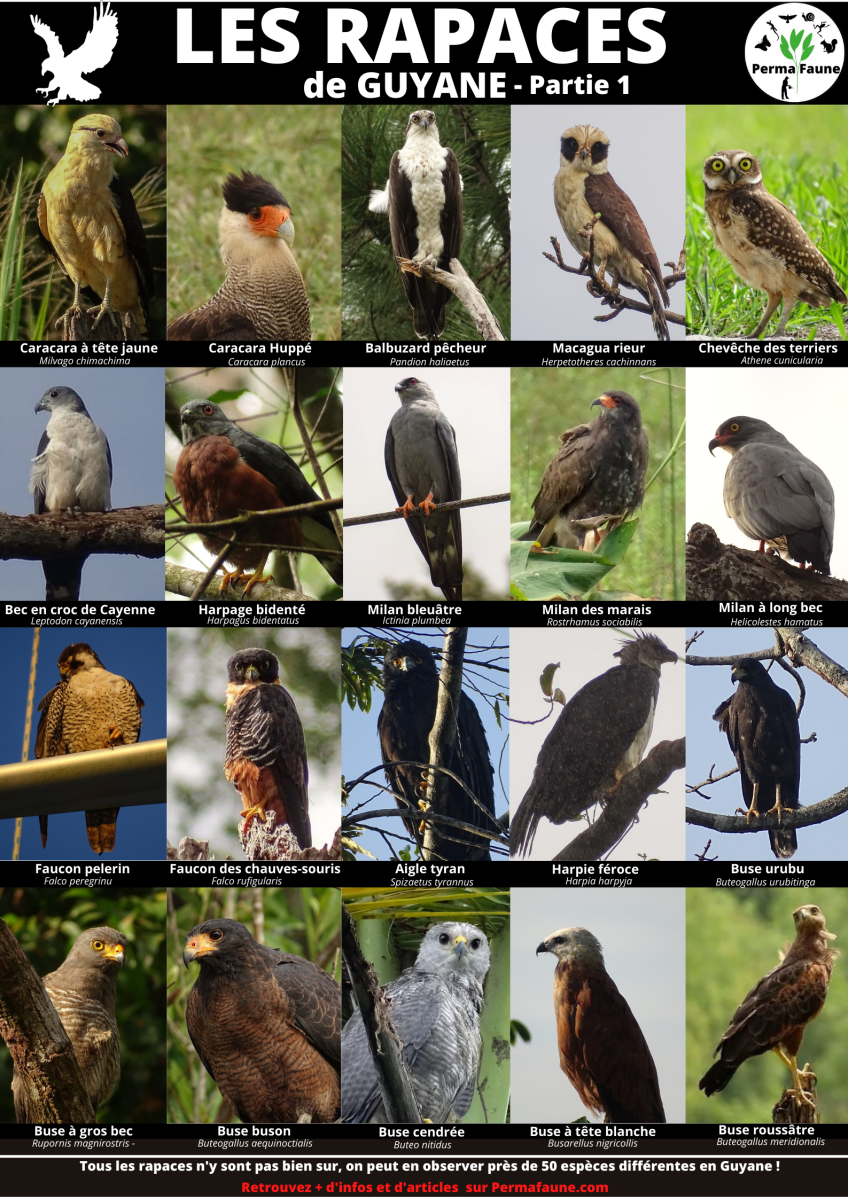 Les rapaces de Guyane – Partie 1 – Permafaune